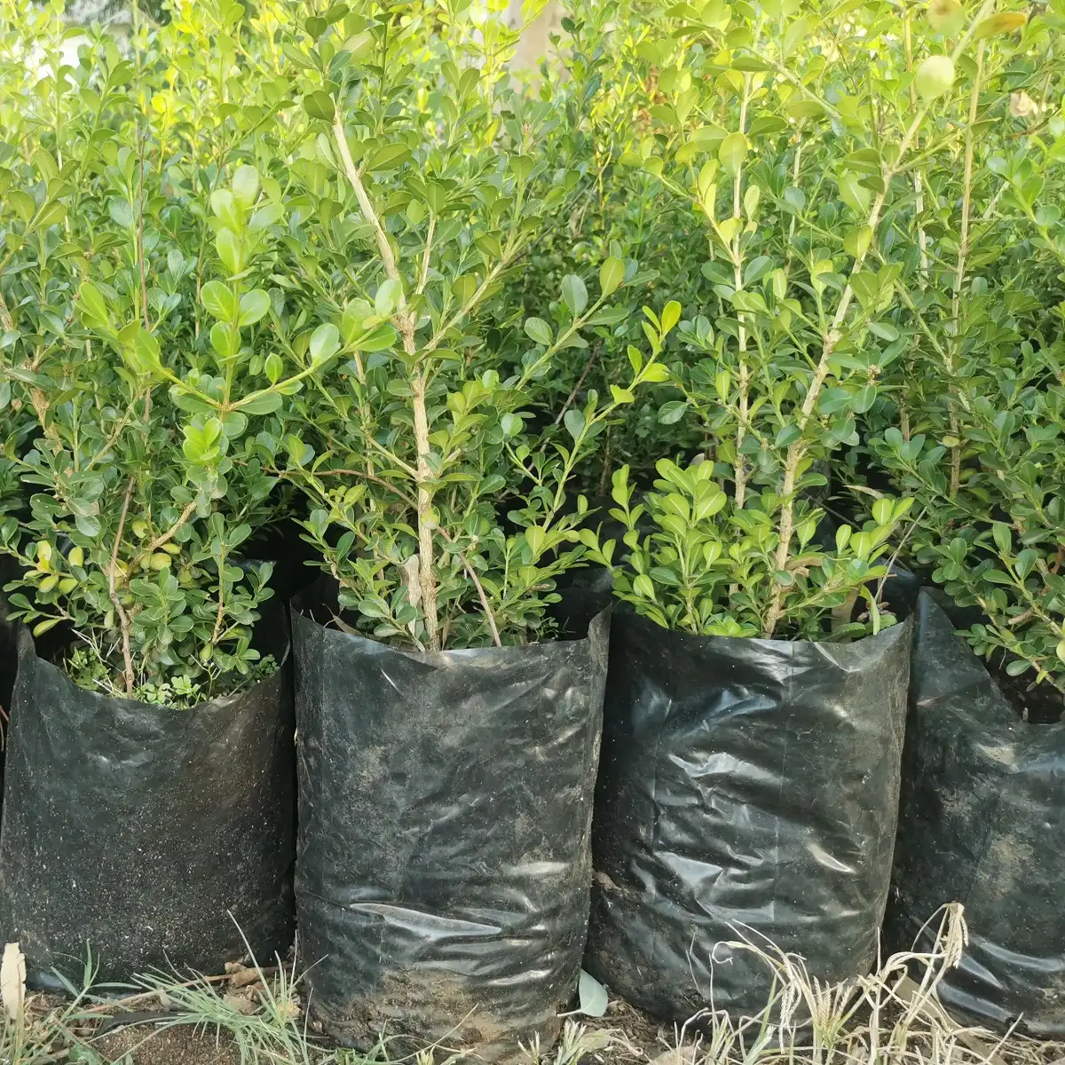 Buxus Microphylla Faulkner, Japanese Box, Littleleaf Box