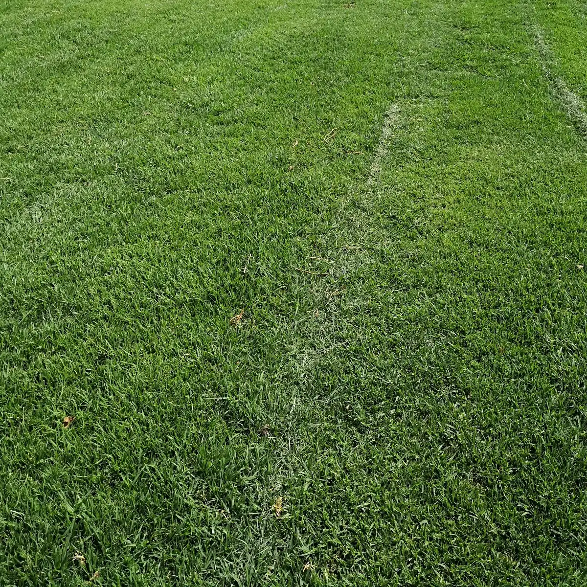 Buy Instant Grass For Sale From R35/m² - Save Up To 40% Now!