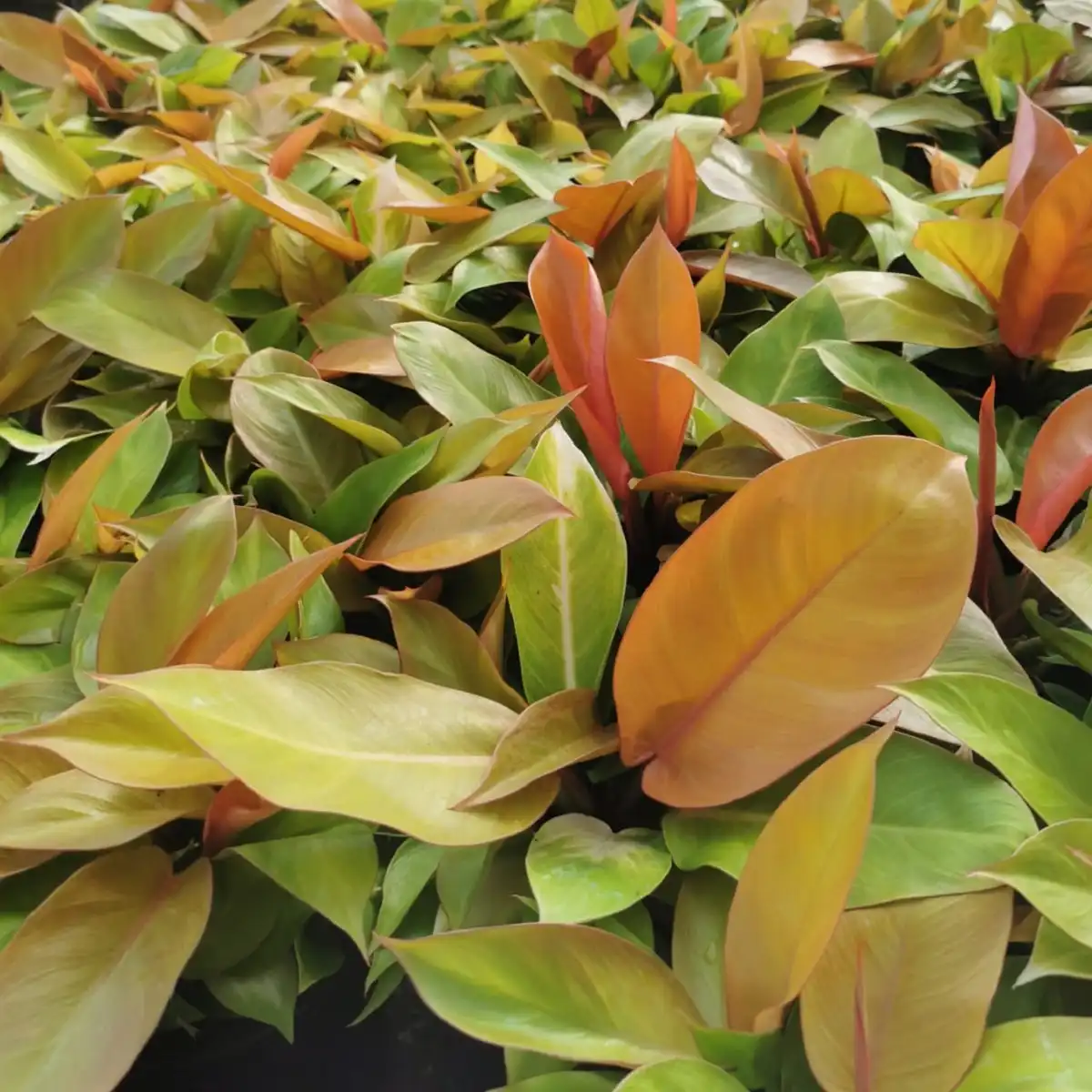 Trending Indoor Plants For Sale Sandton trending-indoor-plants-for-sale-sandton