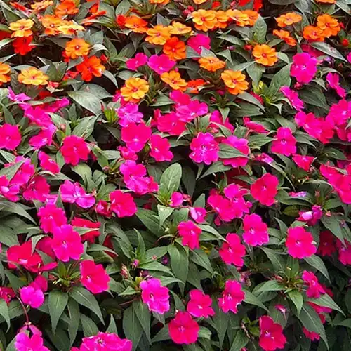 Buy Premium Impatiens Now - Save Up To 30% + Quick Delivery!