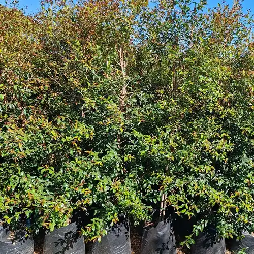 Buy Syzygium, Eugenia - Save Up To 50% in Midrand!